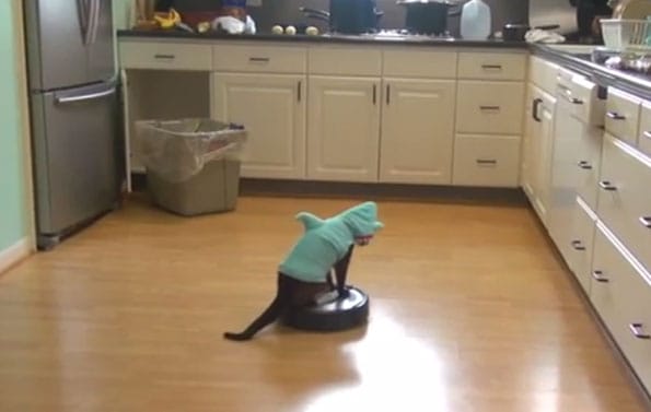 Cat In A Shark Costume Riding A Roomba | Incredible...
