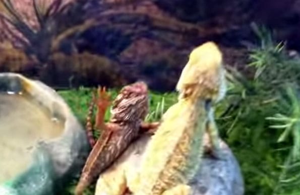 Lizards Waving At Each Other | Incredible Things