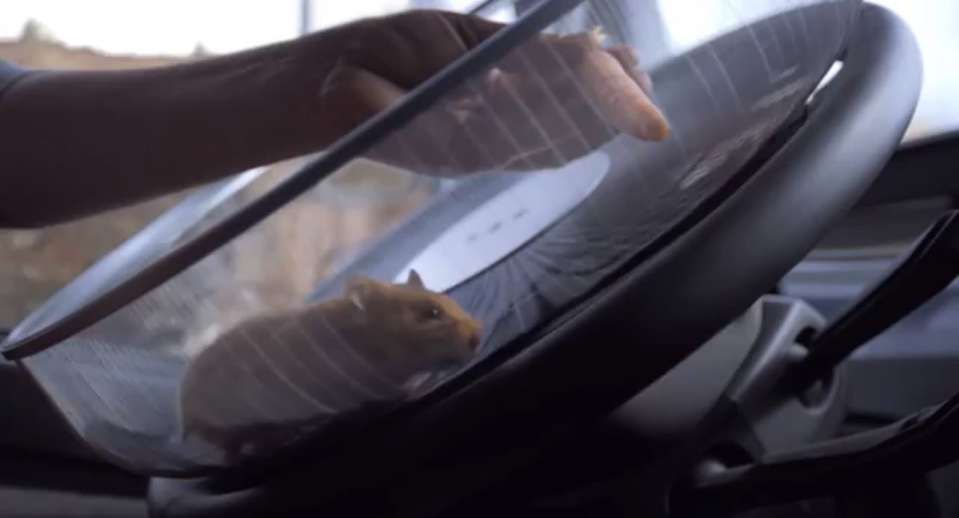 A Hamster Driving A Truck | Incredible Things