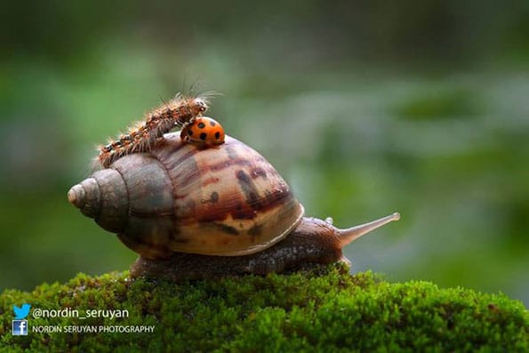 Pushpins That Look Like Bugs | Incredible Things