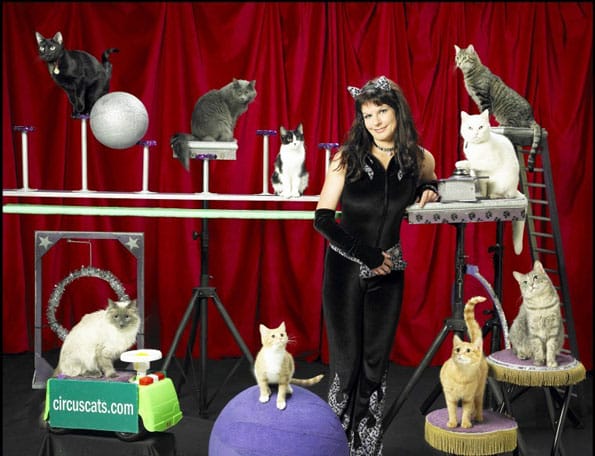 THERE IS A CAT CIRCUS IRL | Incredible Things
