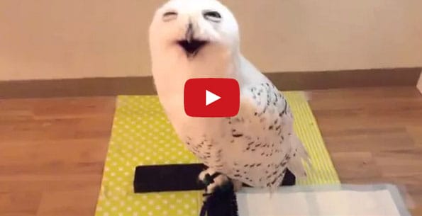 This Friendly Little Owl Will Make You Smile