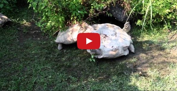 Watch A Hero Turtle Flip Over His Upside Down Turtle...