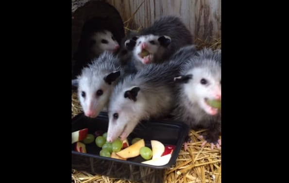 These Baby Possums Eating Fruit Make The Cutest Sounds
