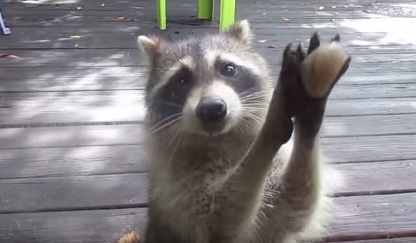 Footage Of The Most Demanding Raccoon Ever