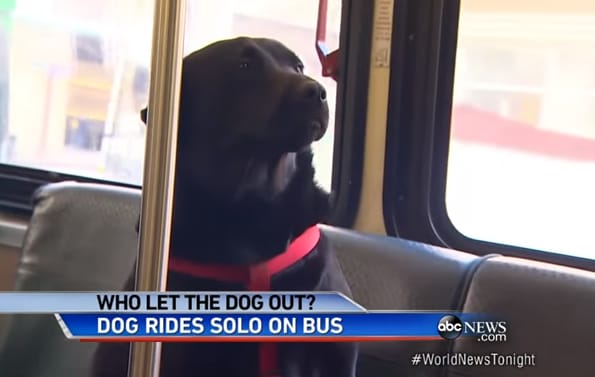 A Dog Learns How To Ride The Bus, Takes It To The Park
