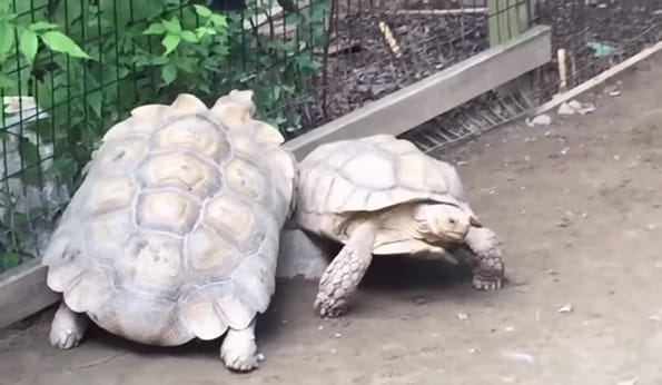 A Turtle Helping Another Turtle Will Warm Your Cold...