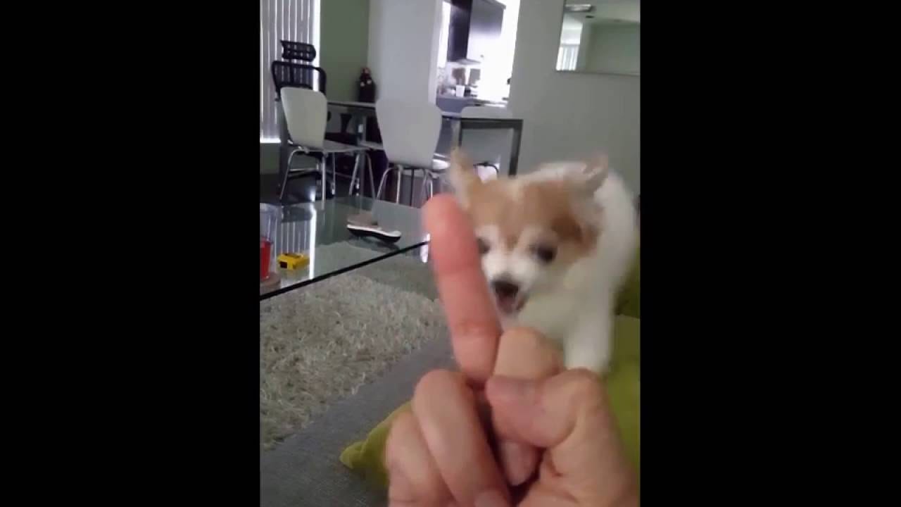 This Dog Hates Middle Fingers So Much, It's Hilarious
