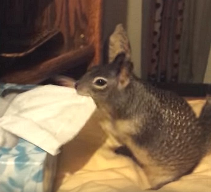 Just A Squirrel Stuffing His Cheeks Full Of Tissues,...