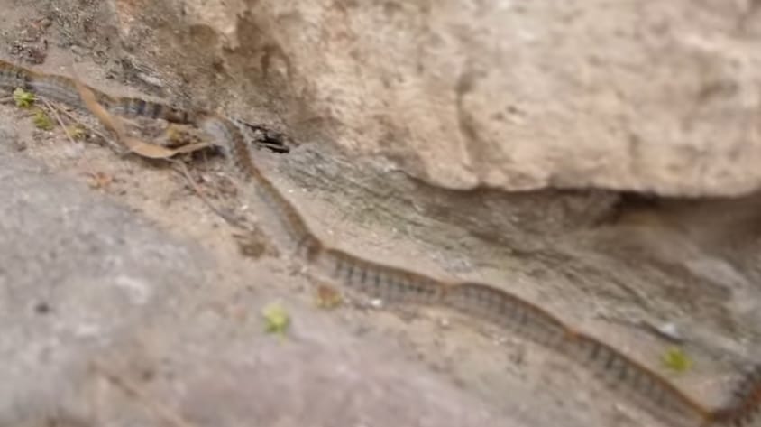 The Longest Caterpillar Line Ever & More Incredible...
